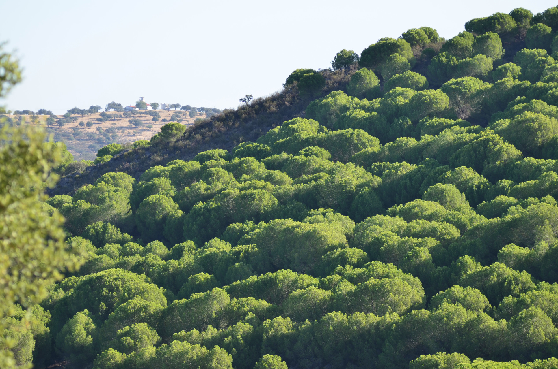 Herdade da Contenda candidata por Portugal ao Prémio Europeu da ...